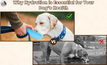 Why Hydration is Essential for Your Dog’s Health – Shep and Shadow